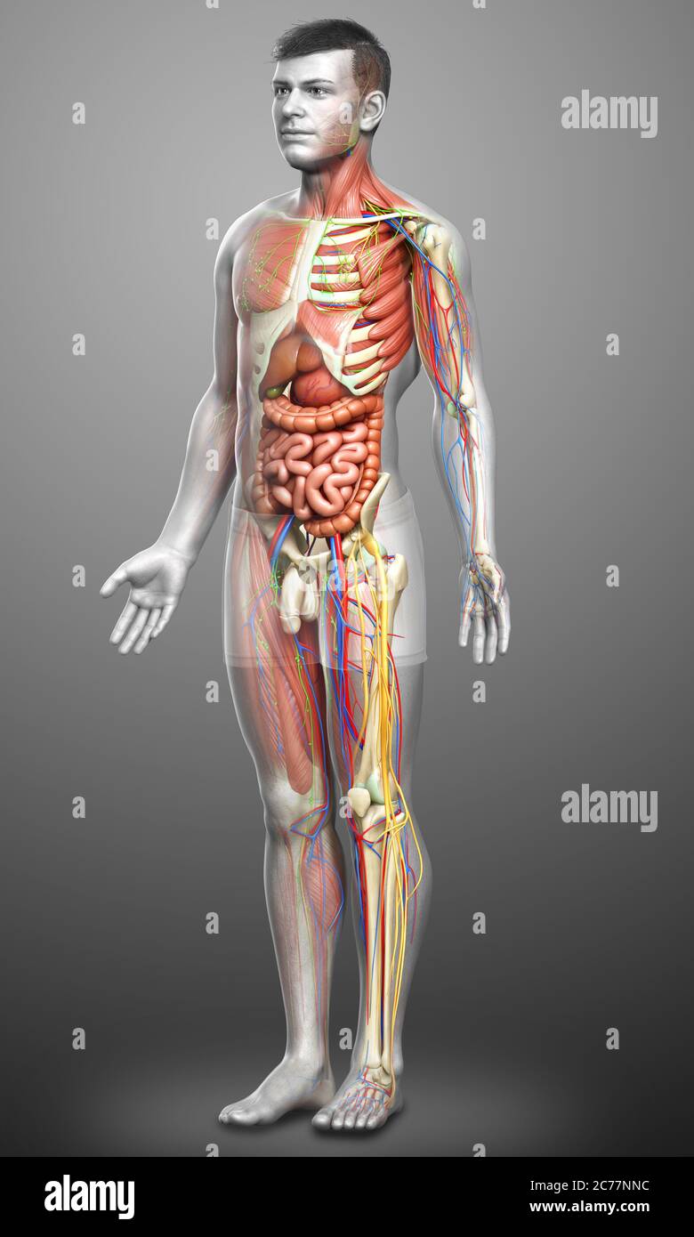 3d rendered medically accurate of the male anatomy Stock Photo - Alamy