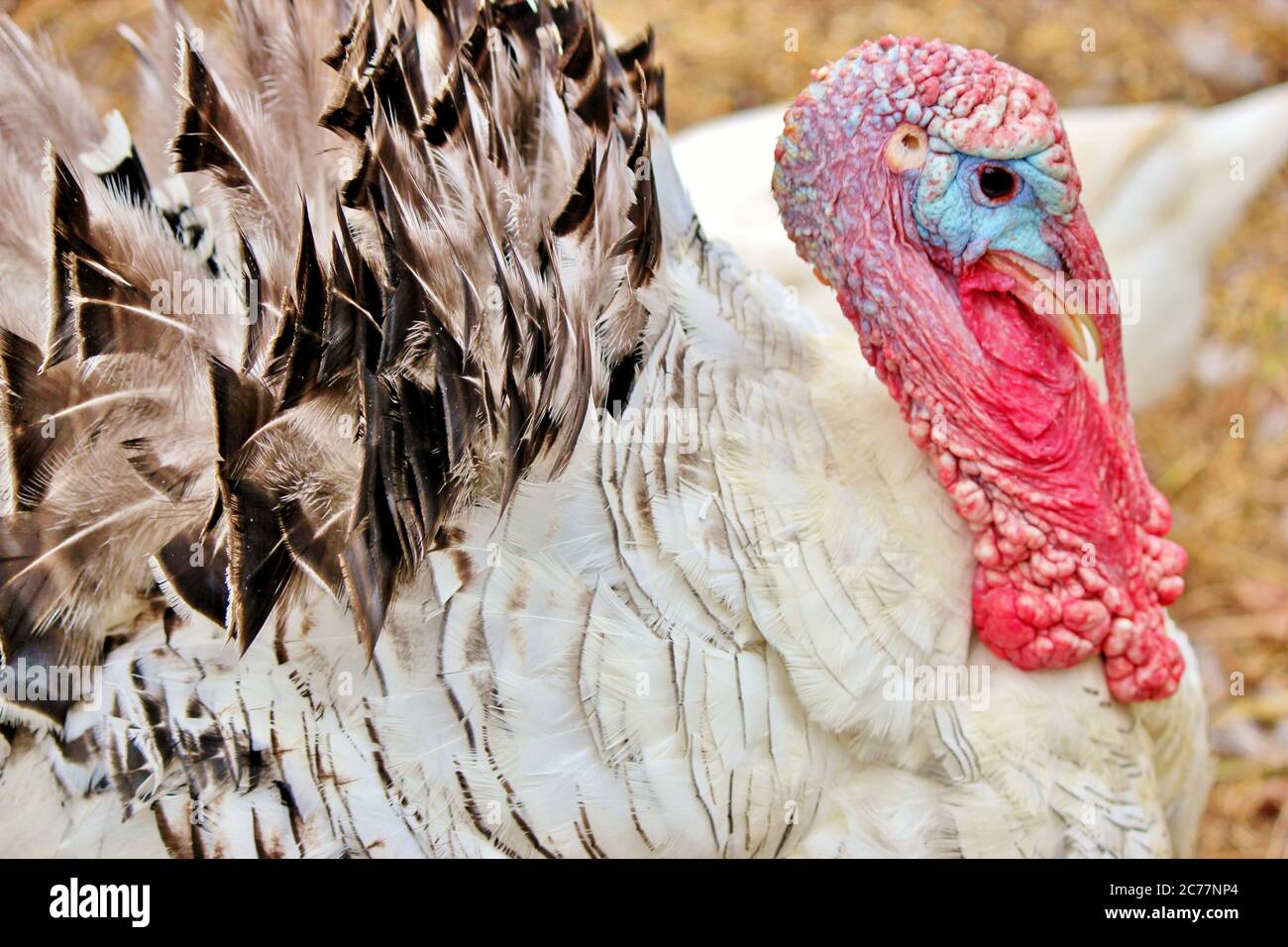 Large, live, black and white turkey Stock Photo - Alamy