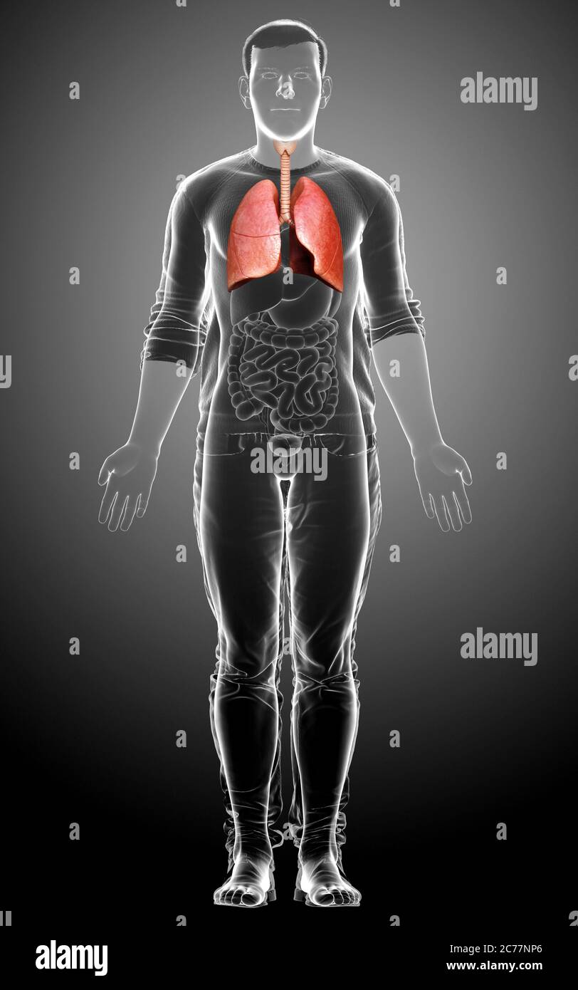 3d rendered, medically accurate illustration of a male lung anatomy ...