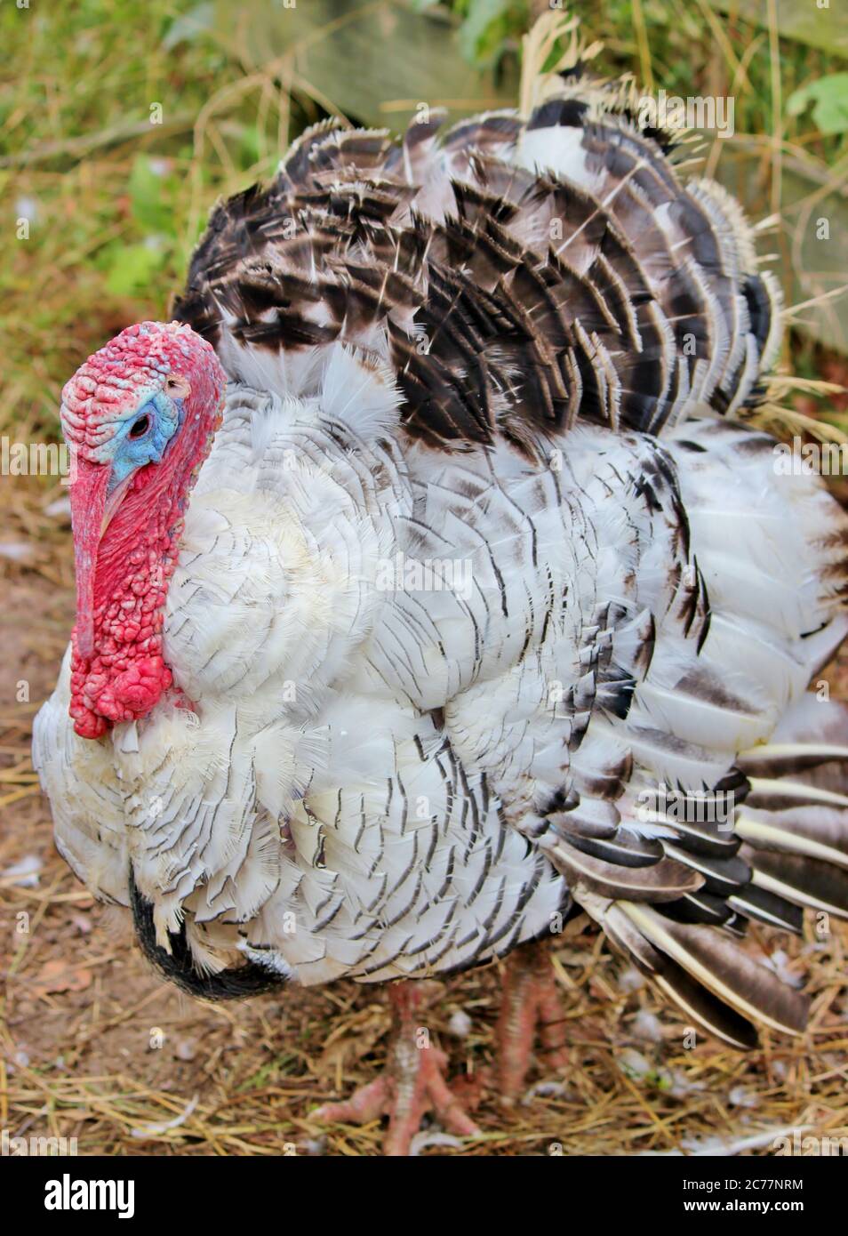 Biggest Live Turkey In The World