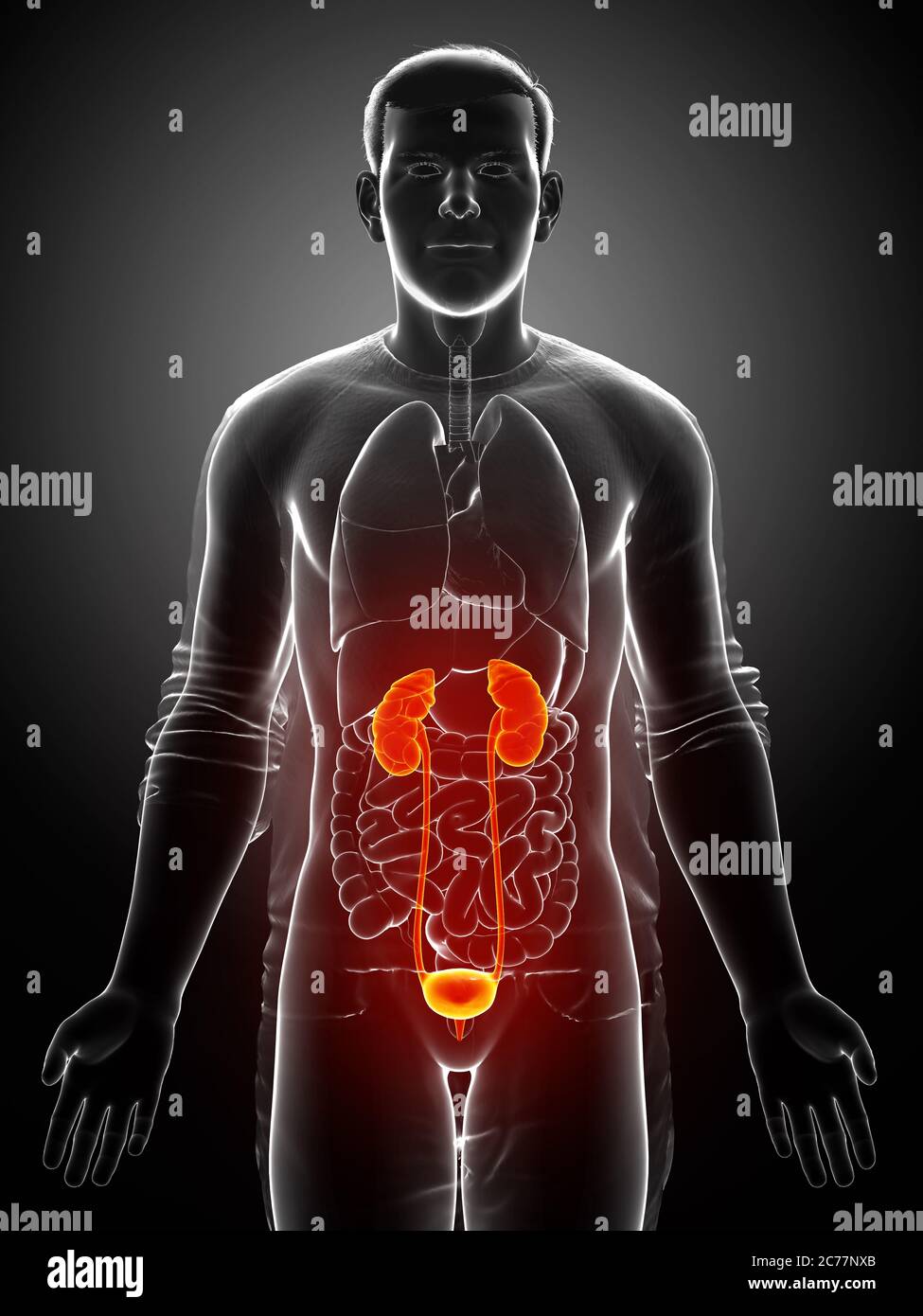 3d rendered, medically accurate illustration of the highlighted kidneys ...