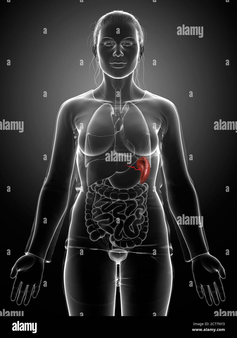 3d rendered, medically accurate illustration of a female Spleen Anatomy ...