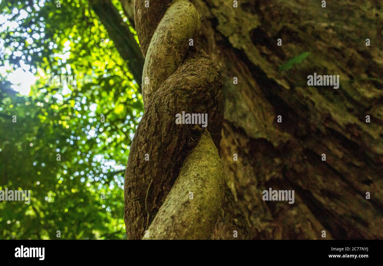 Two color tree in jungle, natural braids form Stock Photo - Alamy