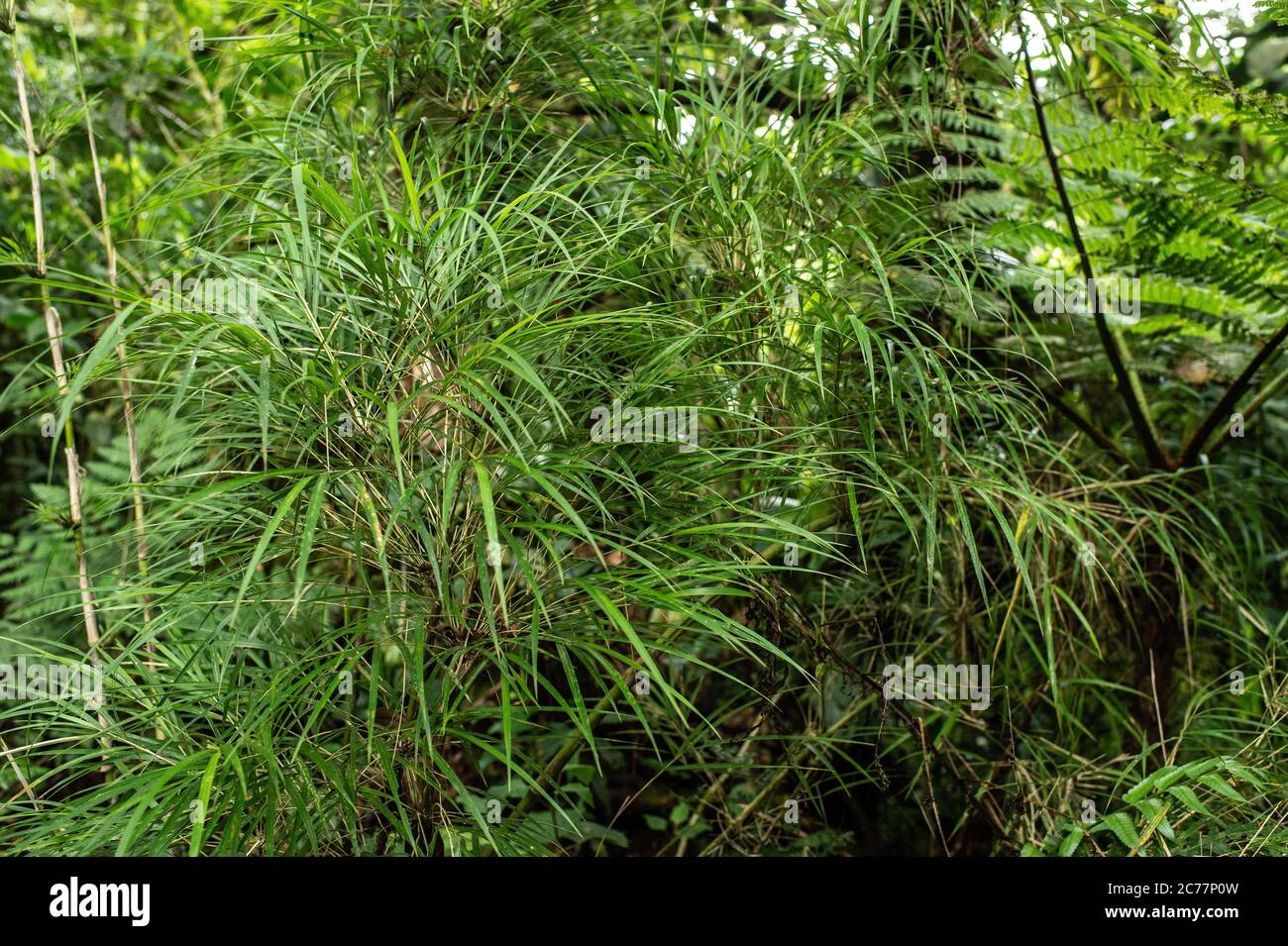 Chusquea hi-res stock photography and images - Alamy