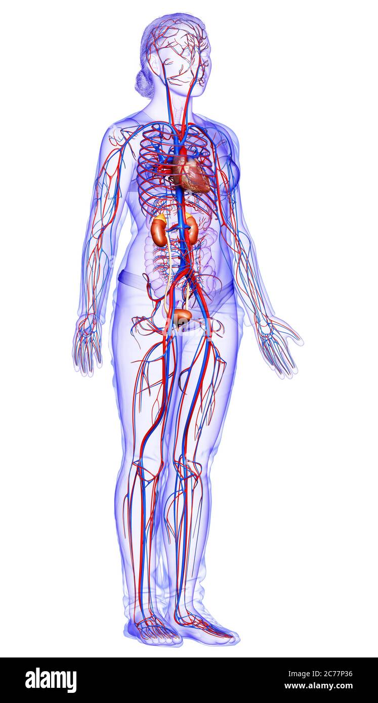 3d rendered, medically accurate illustration of the female kidneys and ...