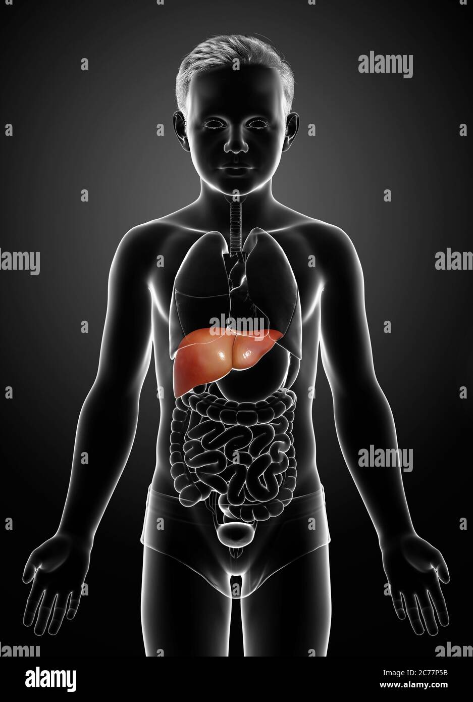 3d rendered, medically accurate illustration of young boy Liver Anatomy ...