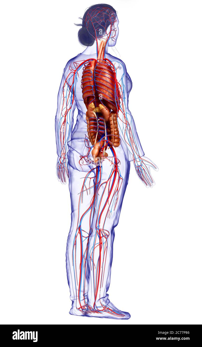 3d rendered medically accurate illustration of the female circulatory ...