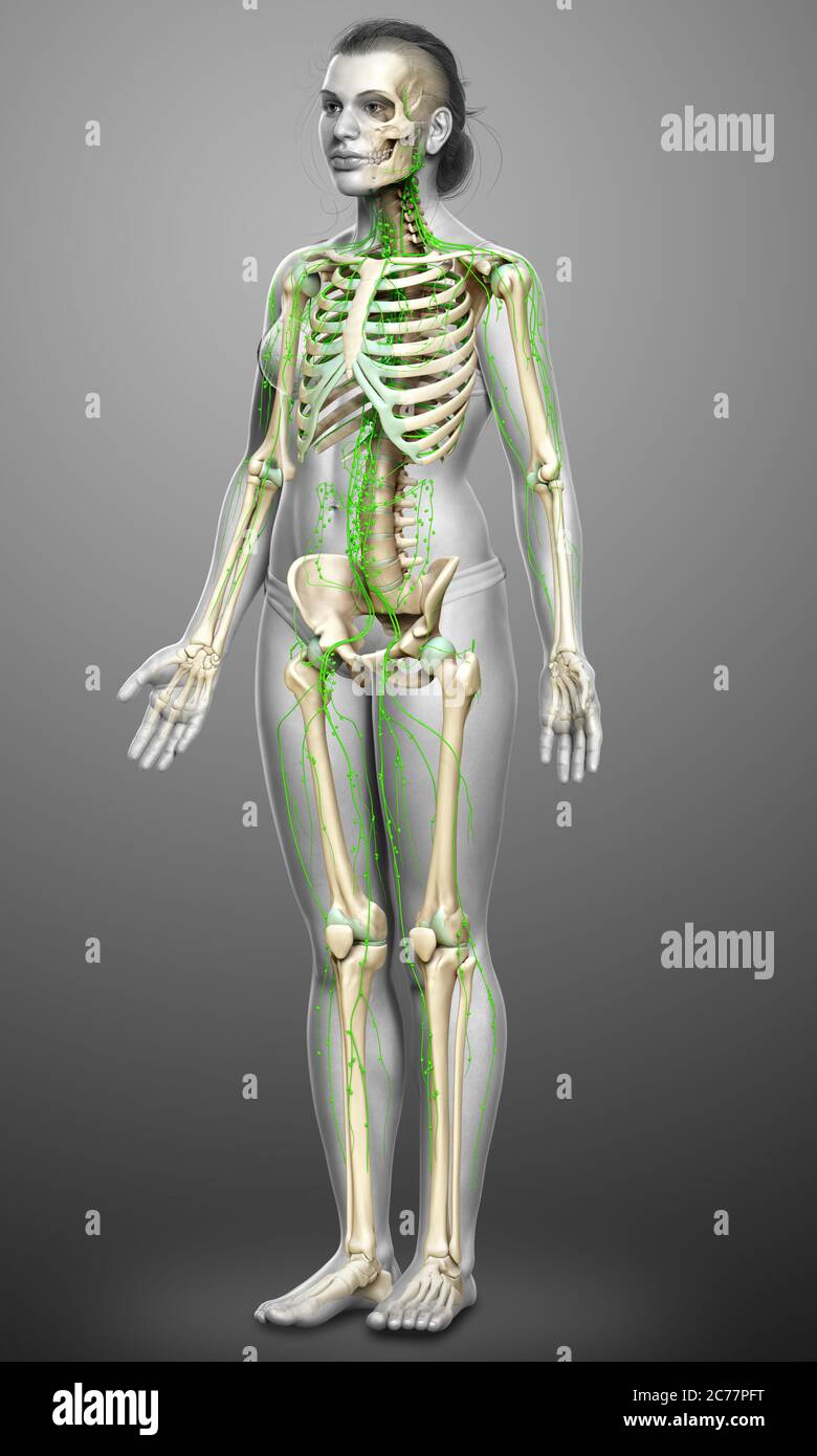 3d rendered medically accurate illustration of a female lymphatic ...