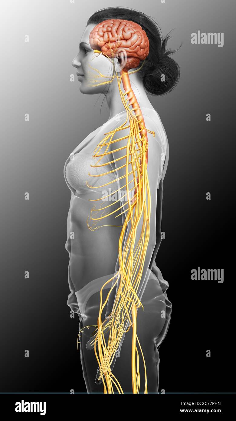 3d rendered medically accurate illustration of a female nervous system ...