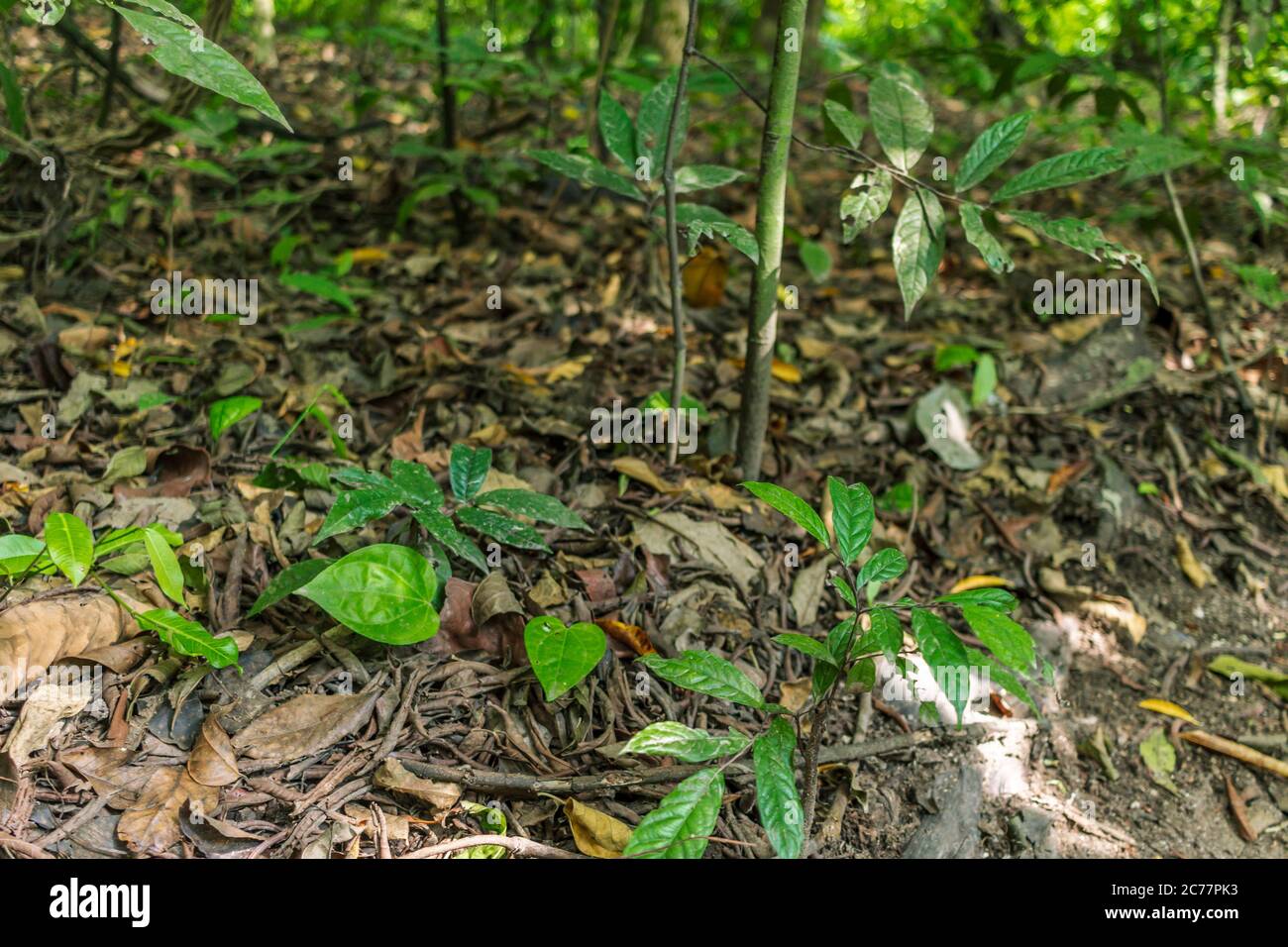 Ground level new jungle trees, old leafs Stock Photo - Alamy