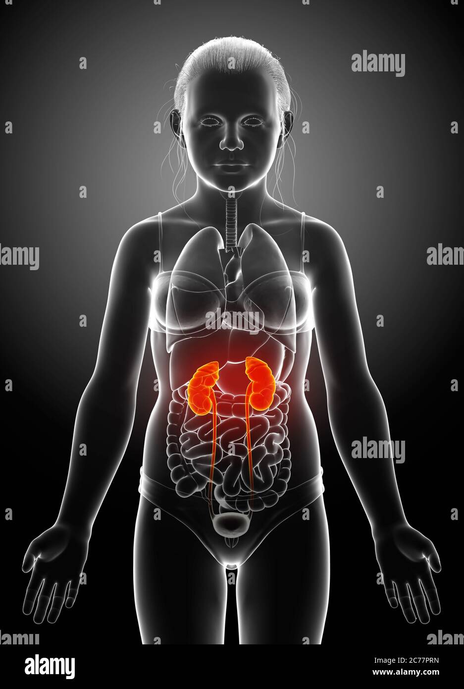 3d rendered, medically accurate illustration of the young girl ...