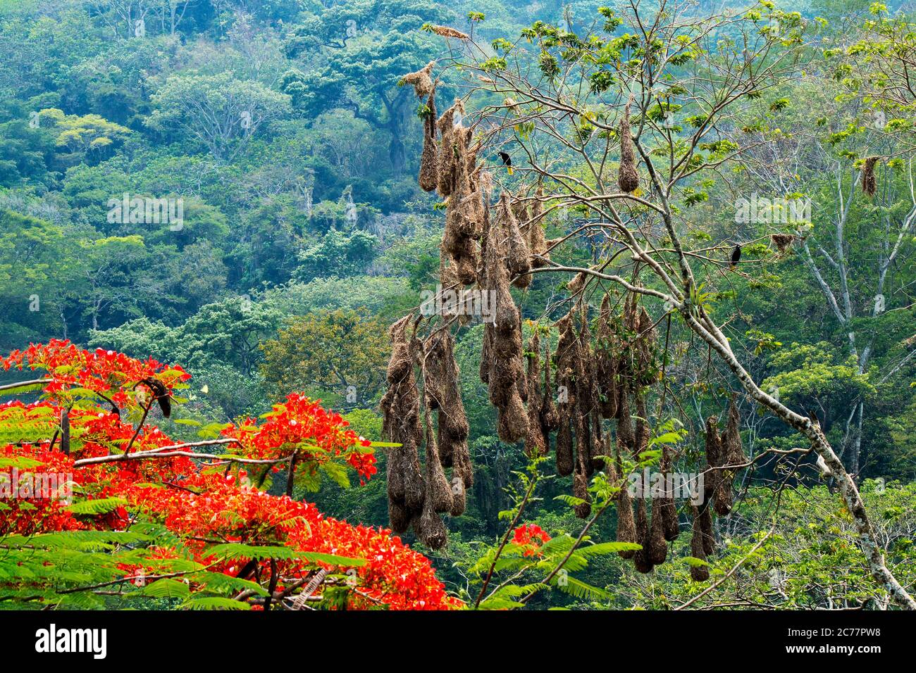 Oropendola nest hi-res stock photography and images - Alamy