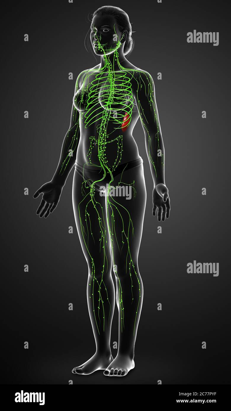 3d rendered medically accurate illustration of a female lymphatic ...