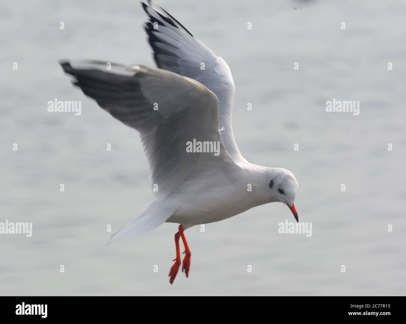 A Bird Of Seagull Flying Over Ocean Stock Photo - Alamy