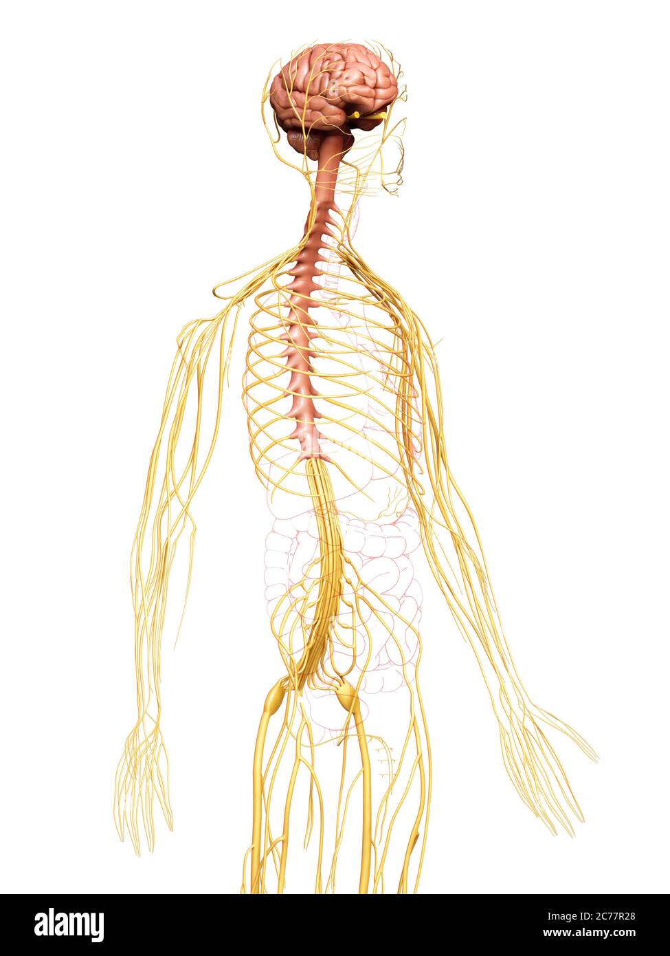 Human sciatic nerve illustration Cut Out Stock Images & Pictures - Alamy