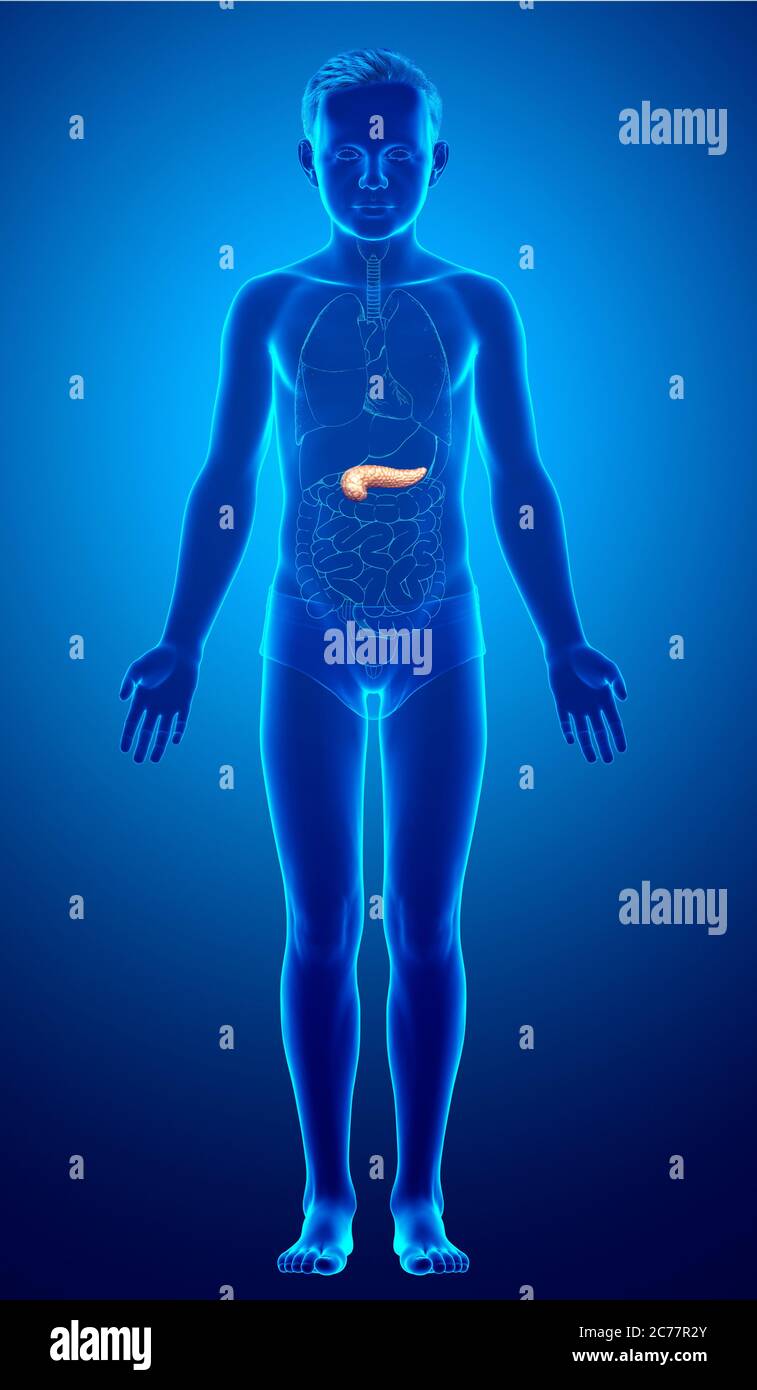 3d rendered, medically accurate illustration of a young girl pancreas ...