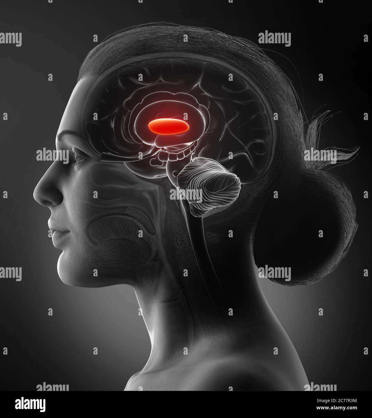 3d rendered medically accurate illustration of a female brain anatomy ...