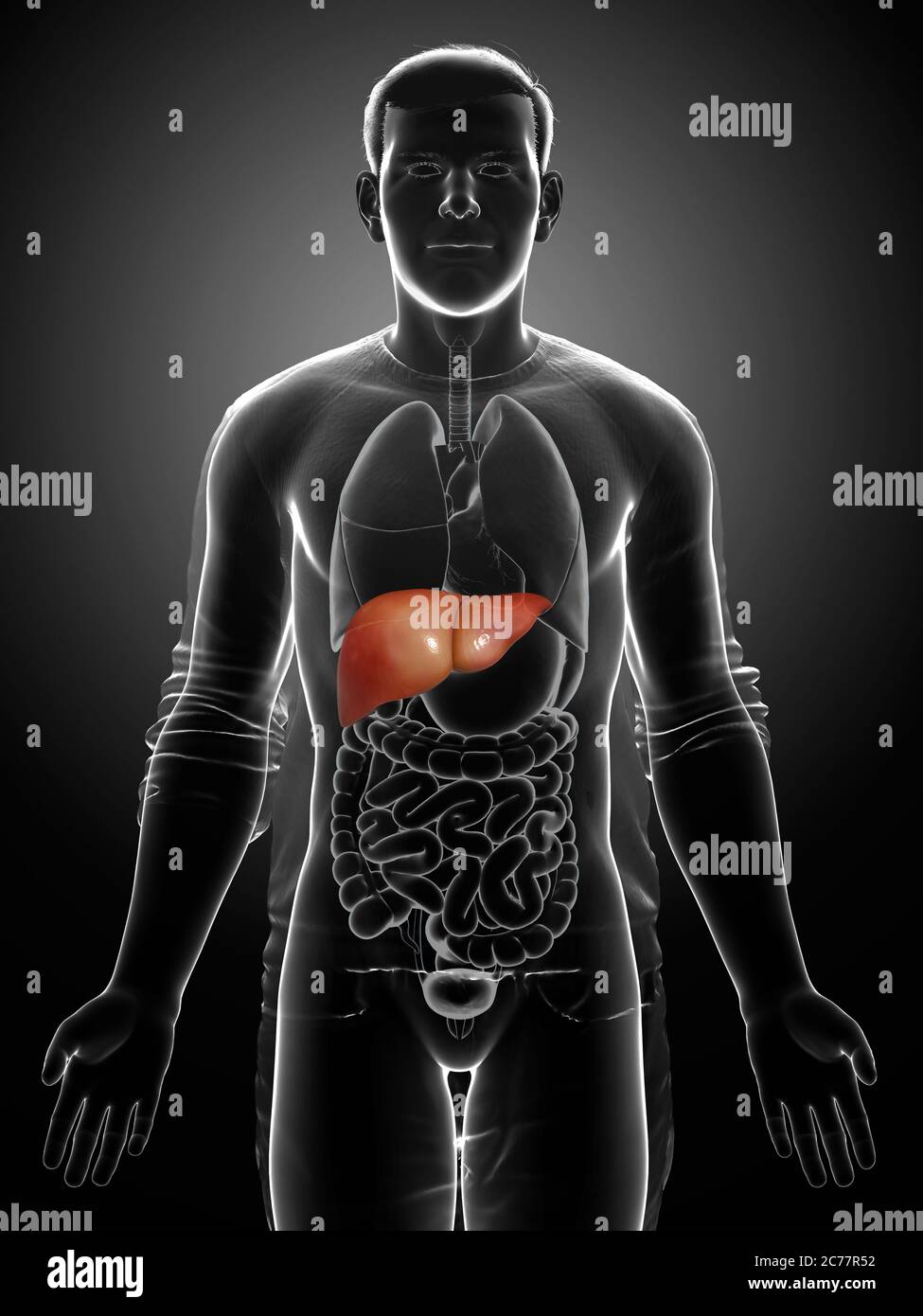 3d rendered, medically accurate illustration of male Liver Anatomy ...