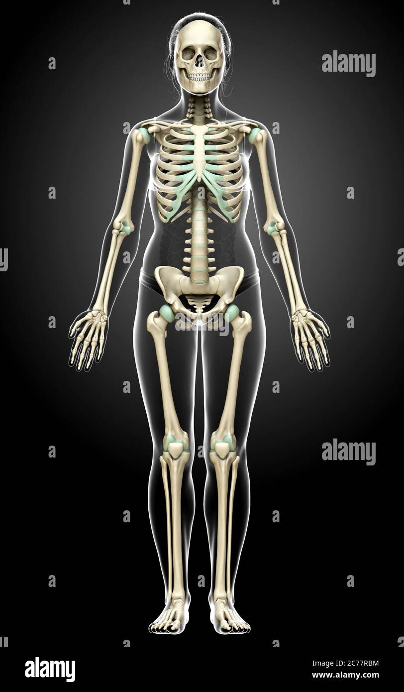 3d rendered, medically accurate illustration of a female skeleton ...