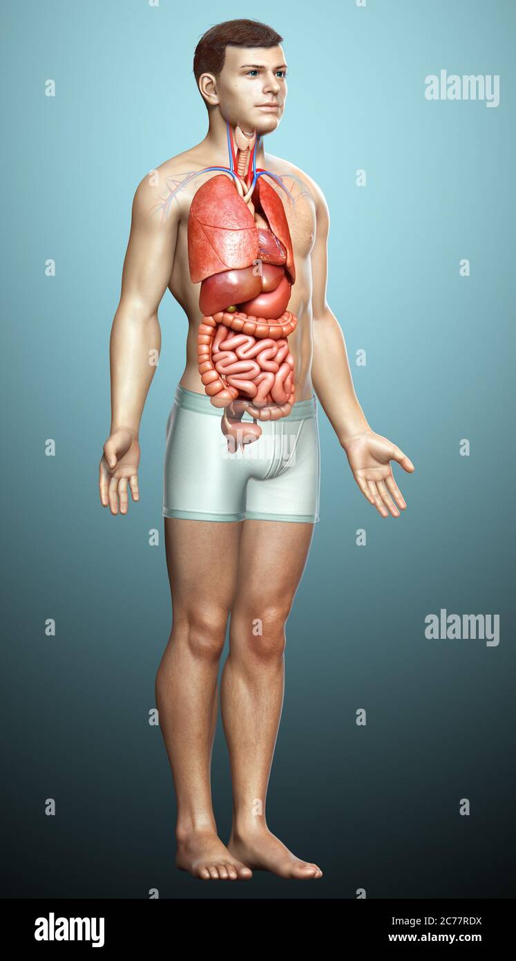 3d Rendered Medically Accurate Illustration Of Male Internal Organs