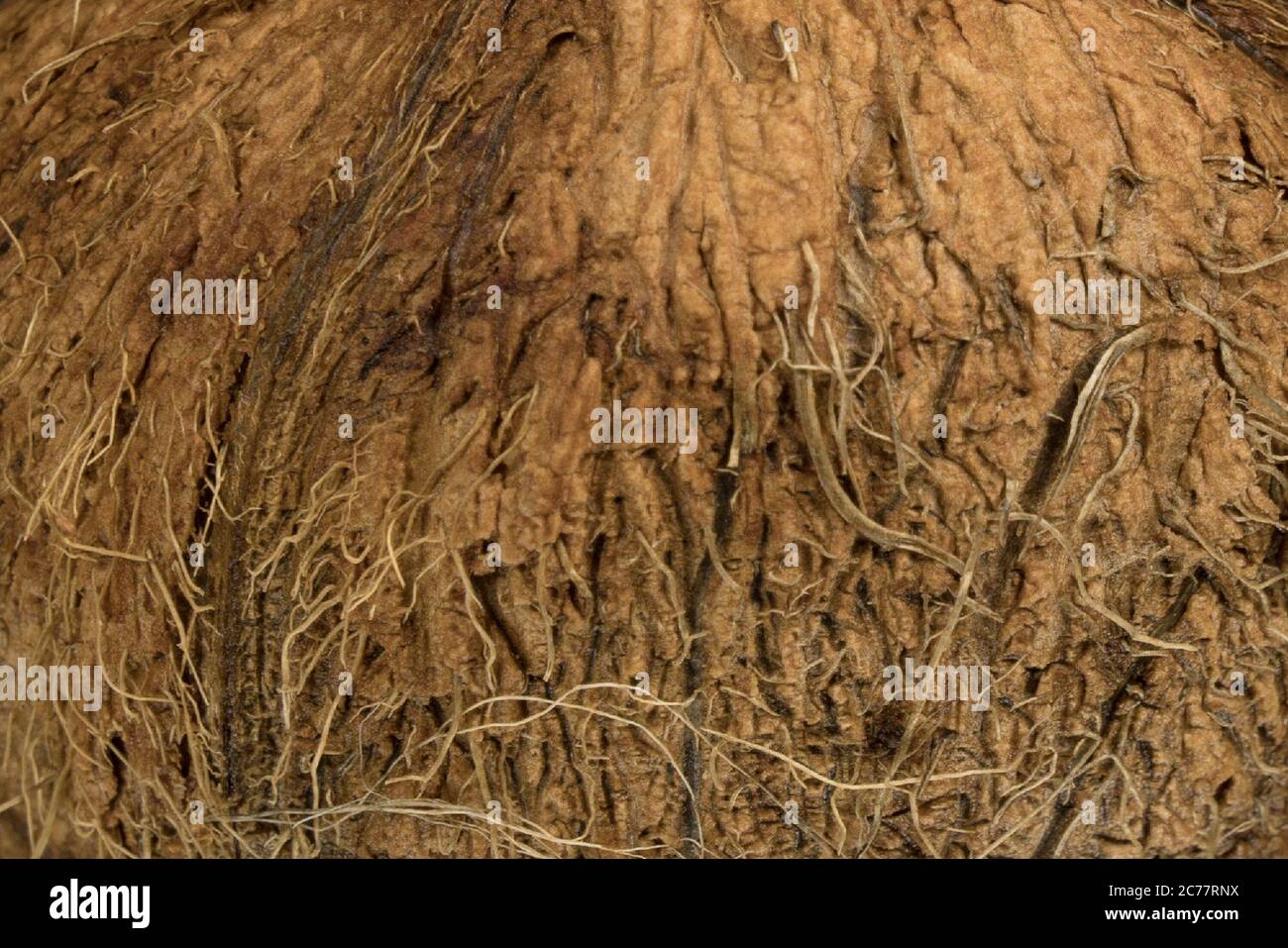 Coconut palm tree shallow hi-res stock photography and images - Alamy