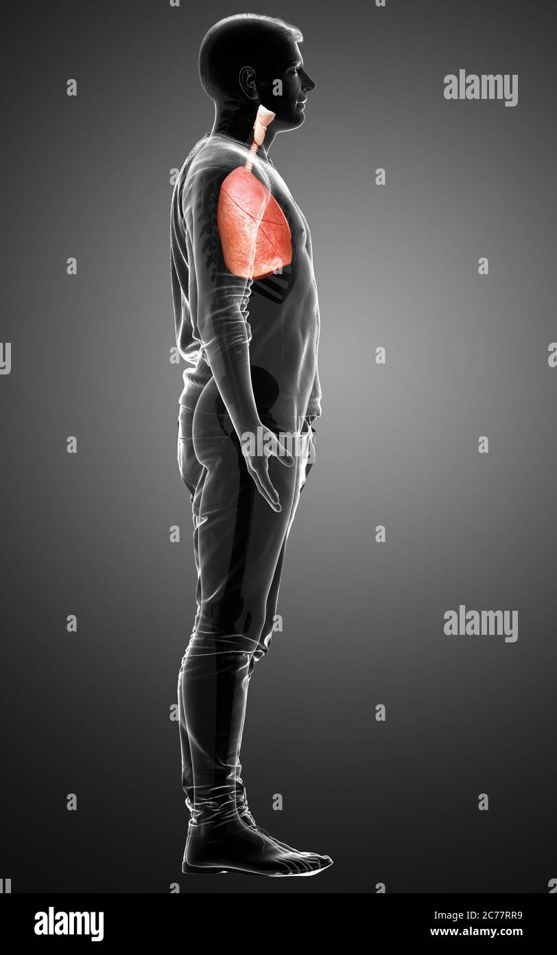 3d rendered, medically accurate illustration of a male lung anatomy ...