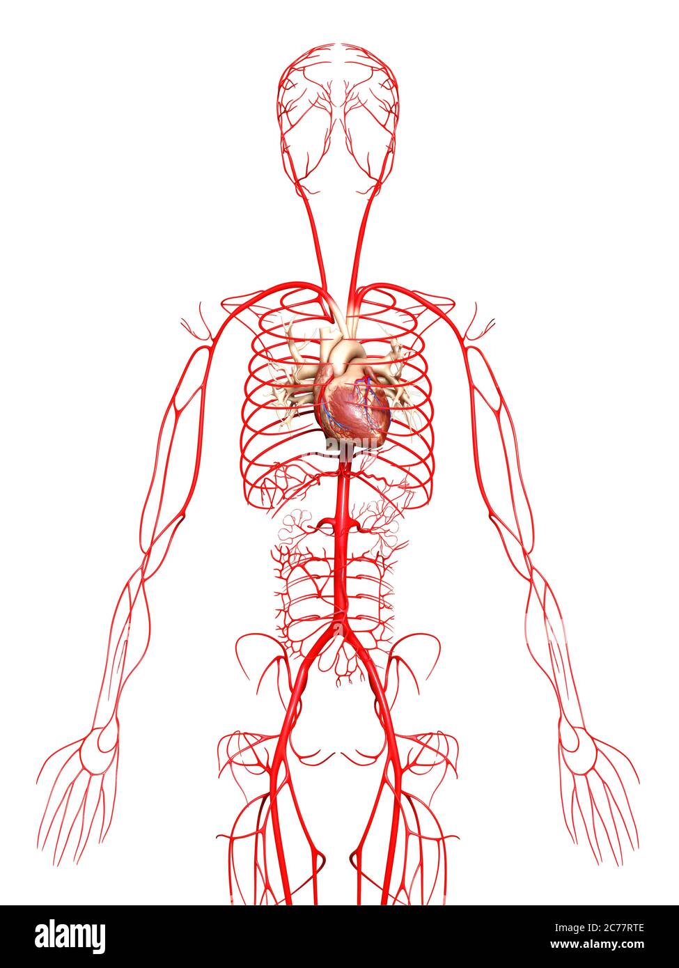 3d rendered medically accurate illustration of arteries Stock Photo - Alamy