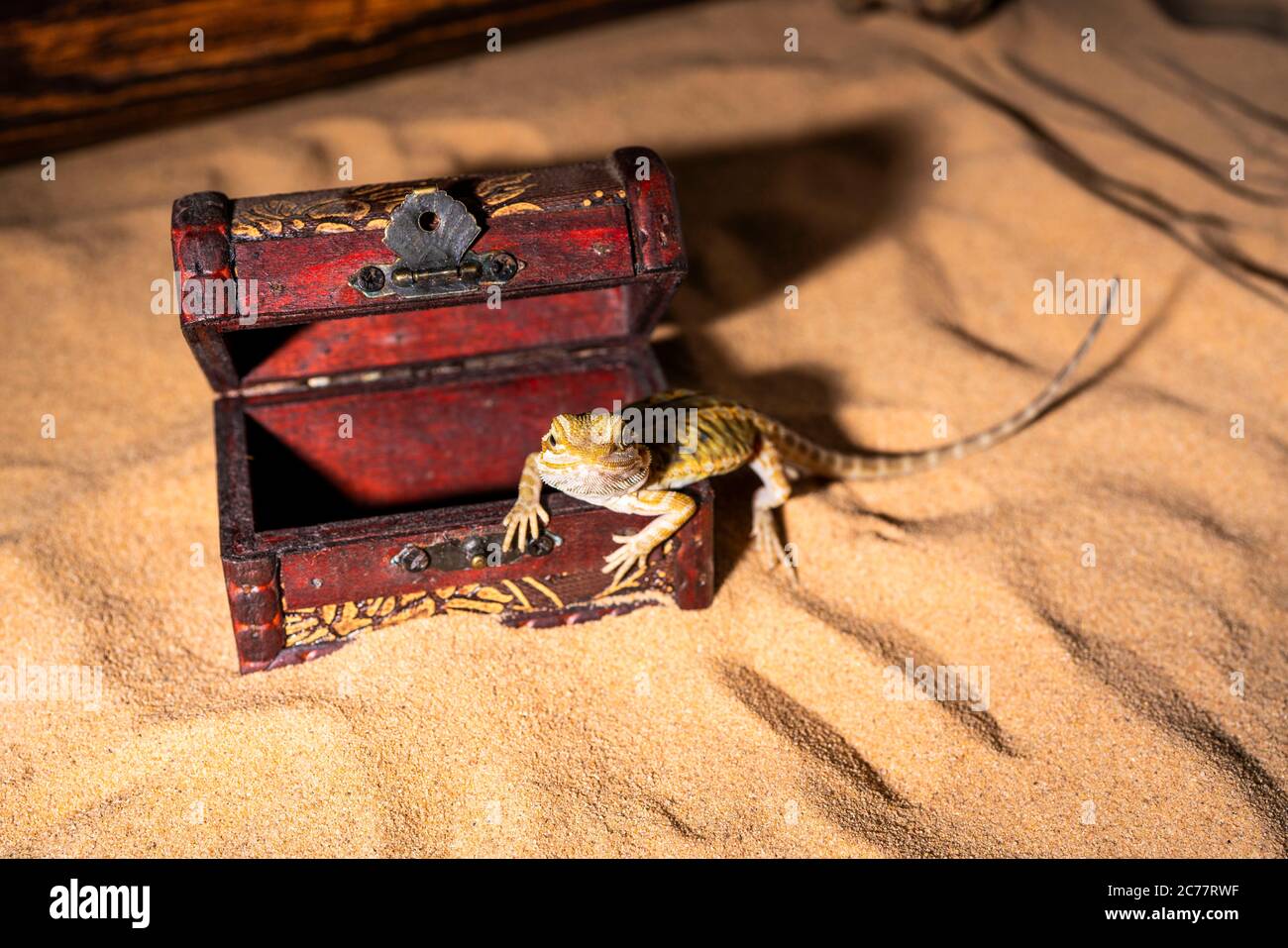 Orange lizard in a box hi-res stock photography and images - Alamy