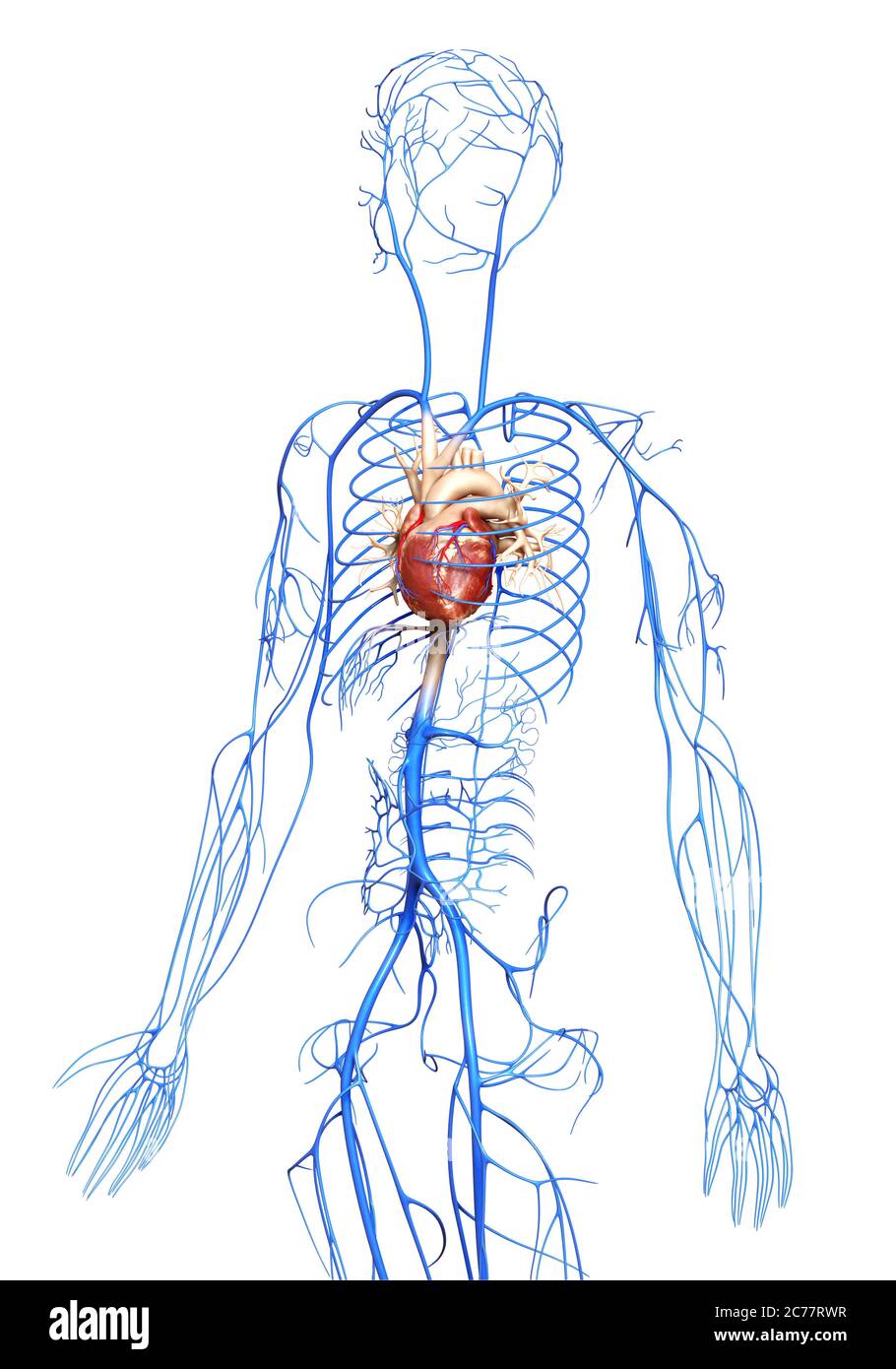 3d rendered medically accurate illustration of the Veins Stock Photo ...