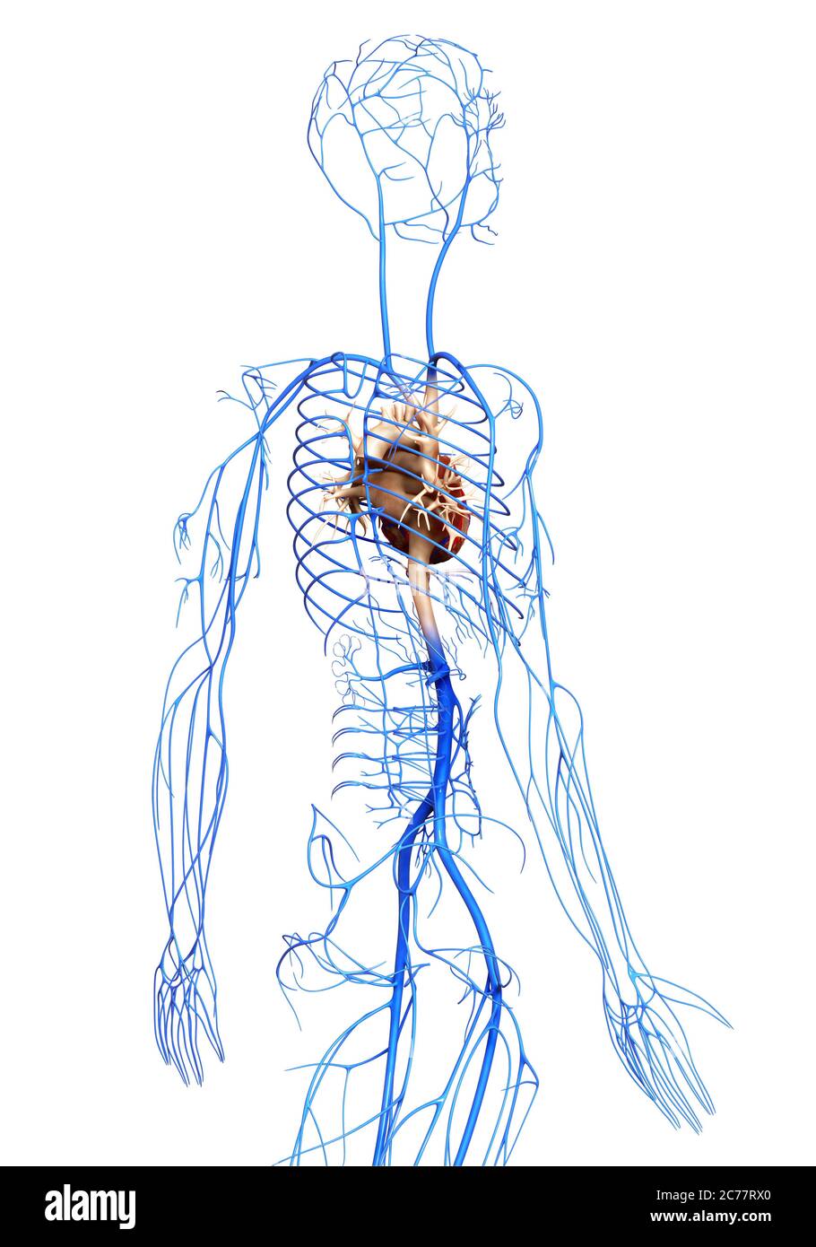 3d human body veins Cut Out Stock Images & Pictures - Alamy