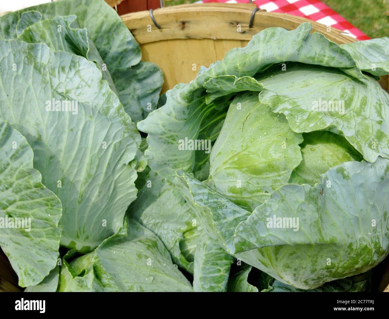 Heads of fresh, raw, cabbage Stock Photo - Alamy