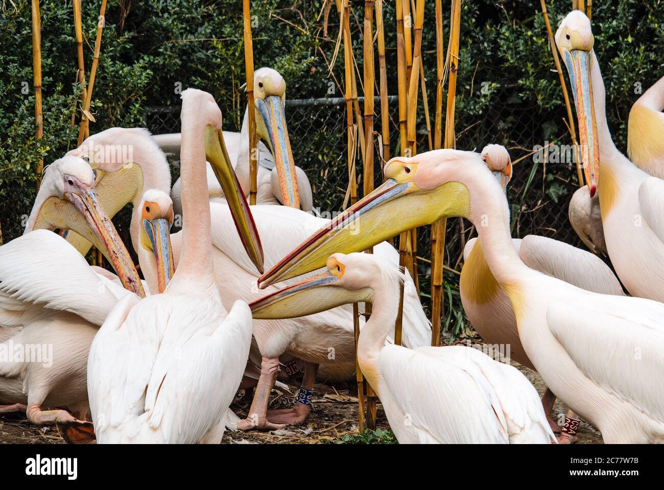 Great White Pelican - Pelecanus onocrotalus, large white sea bird from ...