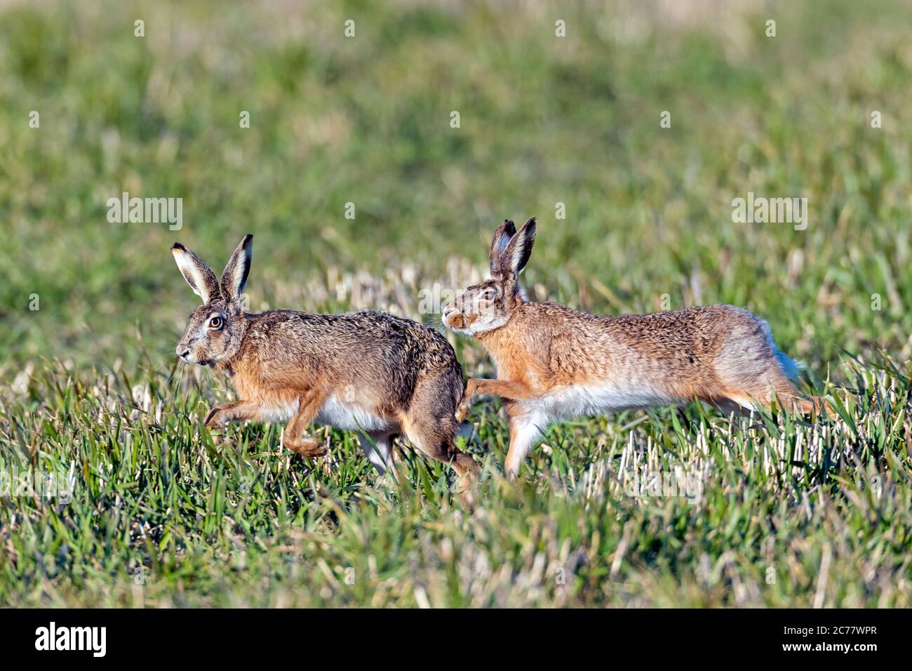 European Hare (Lepus europaeus). Male chasing female in breeding season ...