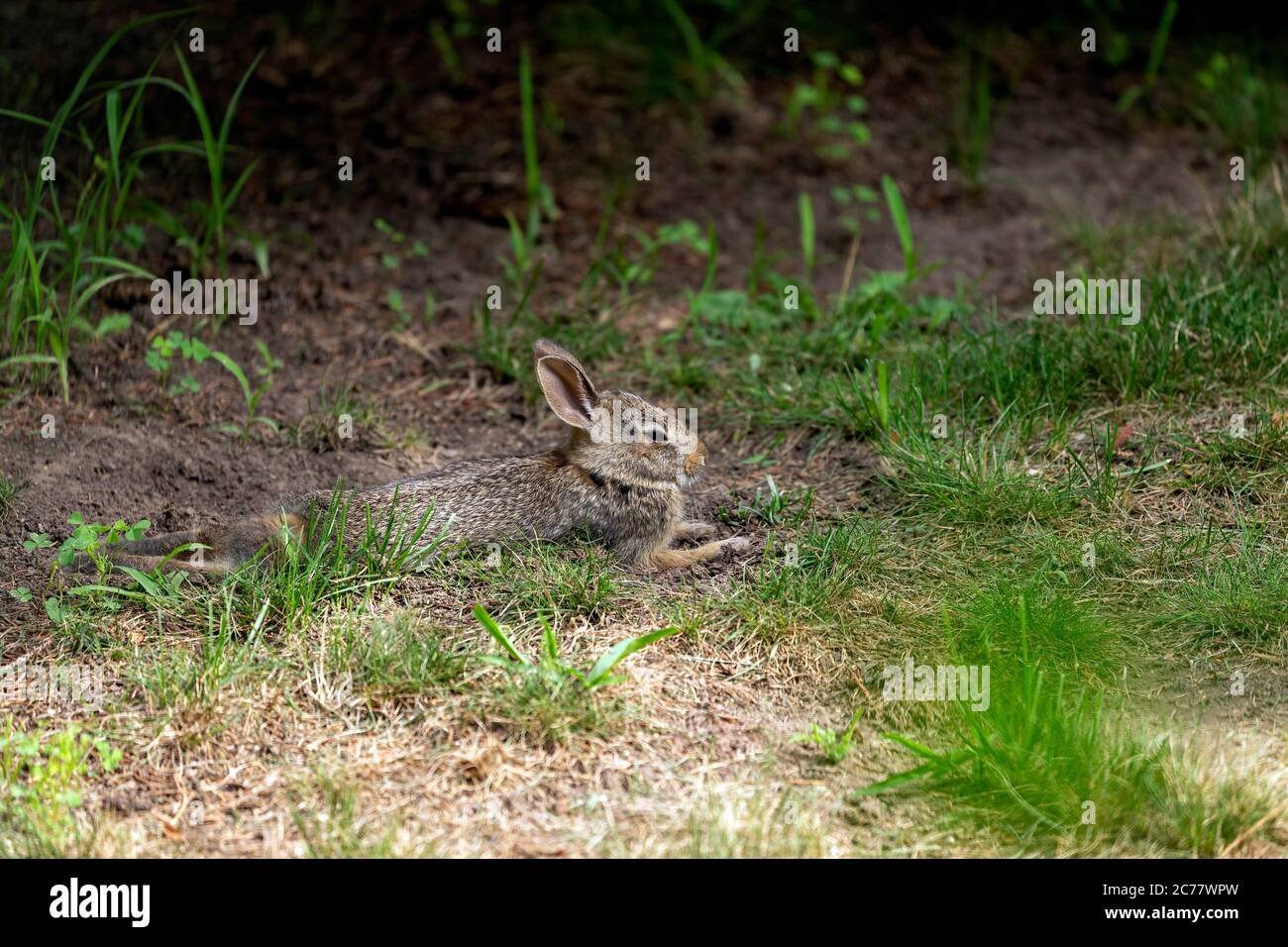 Young jack rabbit hi-res stock photography and images - Alamy