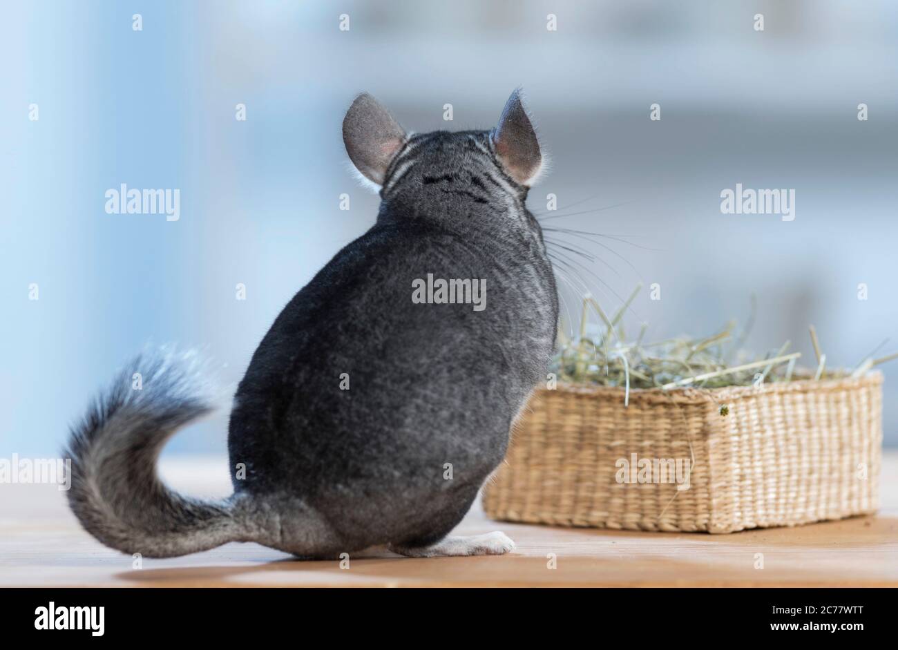 Chinchilla (Chinchilla chinchilla). Adult sitting , filled with hay ...