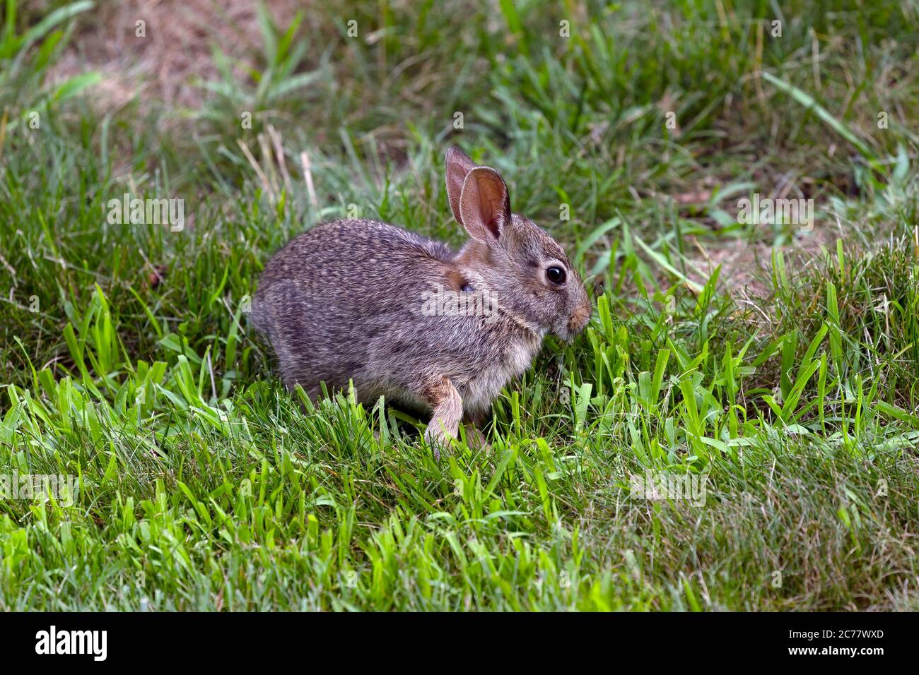 Young jack rabbit hi-res stock photography and images - Alamy