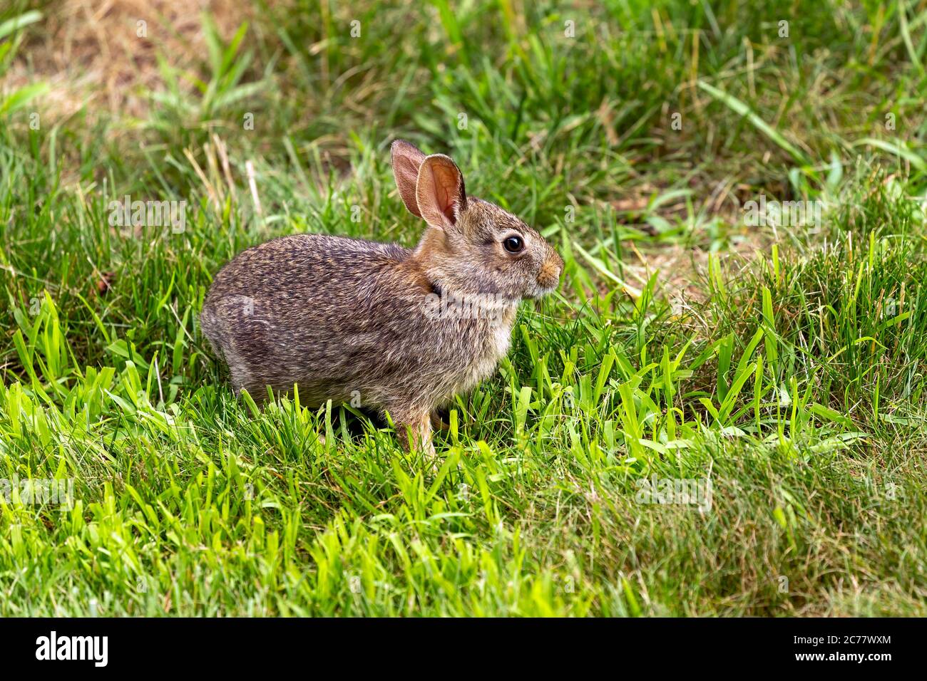 Young wild rabbit grazing in the meadow Stock Photo - Alamy
