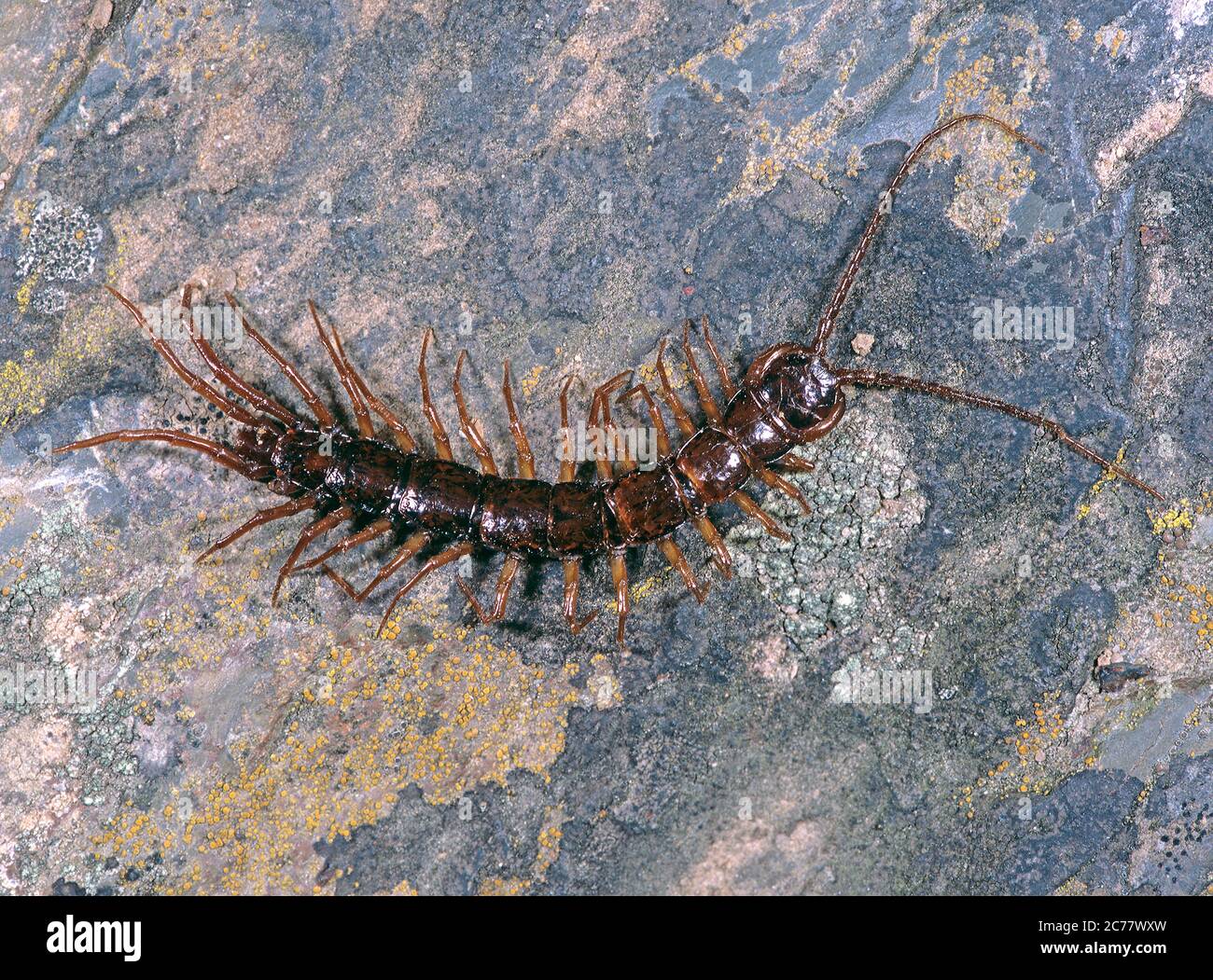Garden centipede hi-res stock photography and images - Alamy