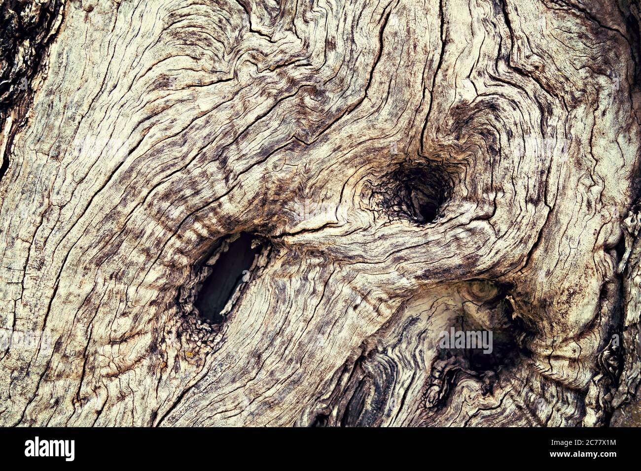 Knots in the olive wood Stock Photo - Alamy