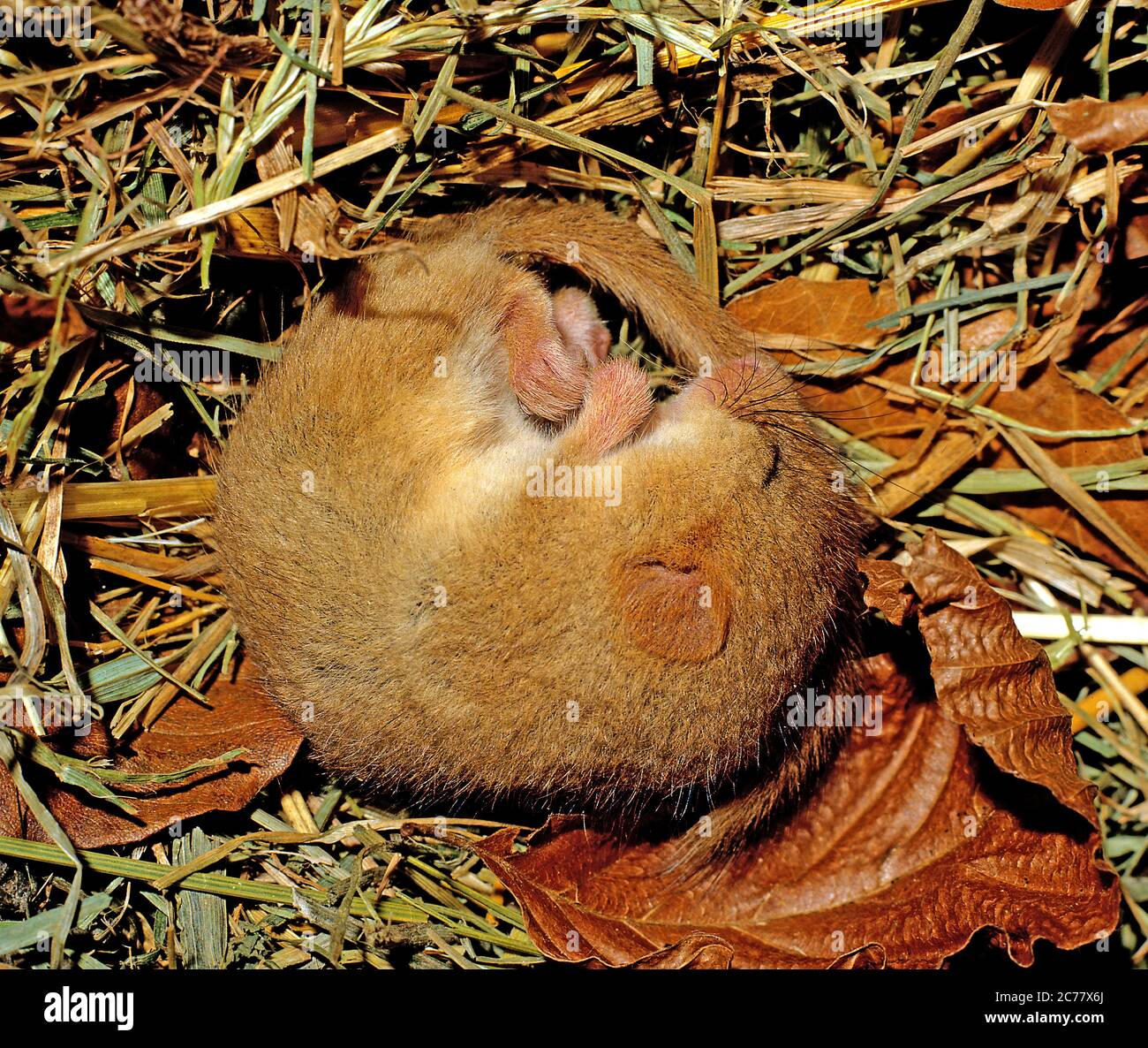 Common Dormouse, Hazel Dormouse (Muscardinus avellanarius) sleeping ina ...