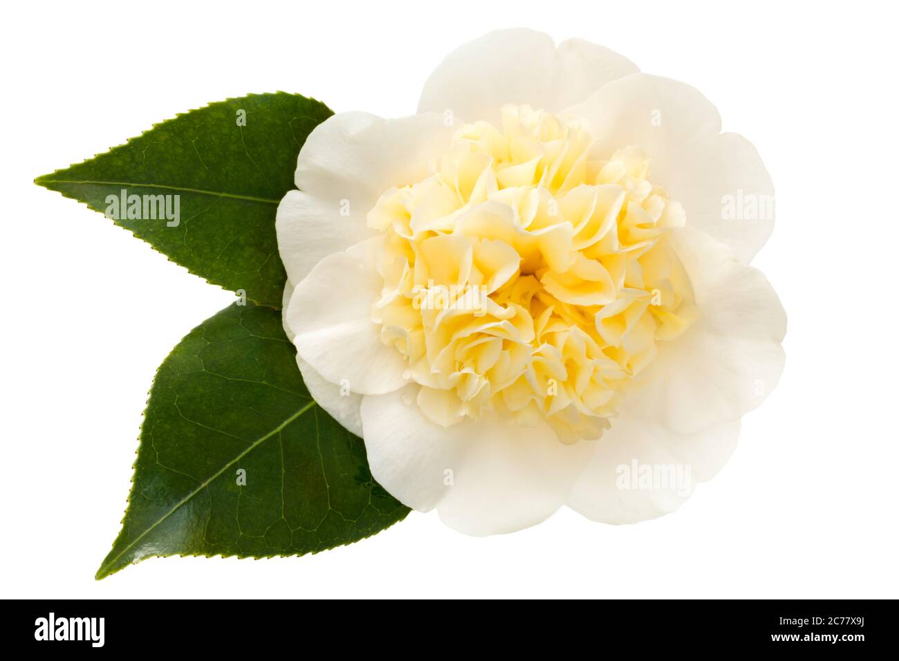 Yellow camellia flower with leaves isolated on white. Williamsii Jury’s ...