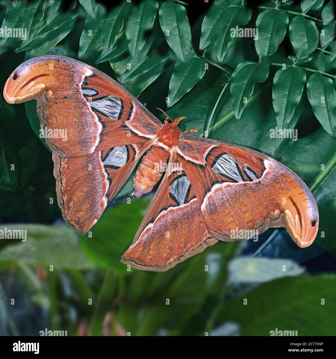 Invertebrate atlas hi-res stock photography and images - Alamy