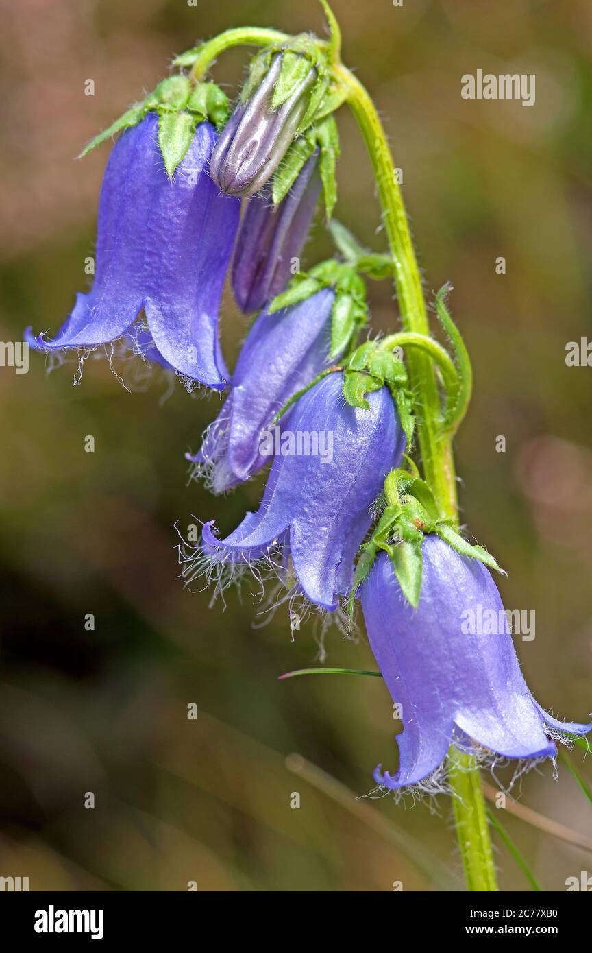 Bearded Bellflower (Campanula barbata). Flowers with hairy inside. Alps, Austria Stock Photo - Alamy