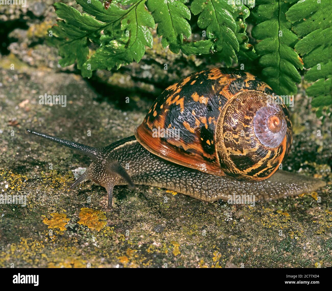 Edible mollusca of great britain hi-res stock photography and images ...