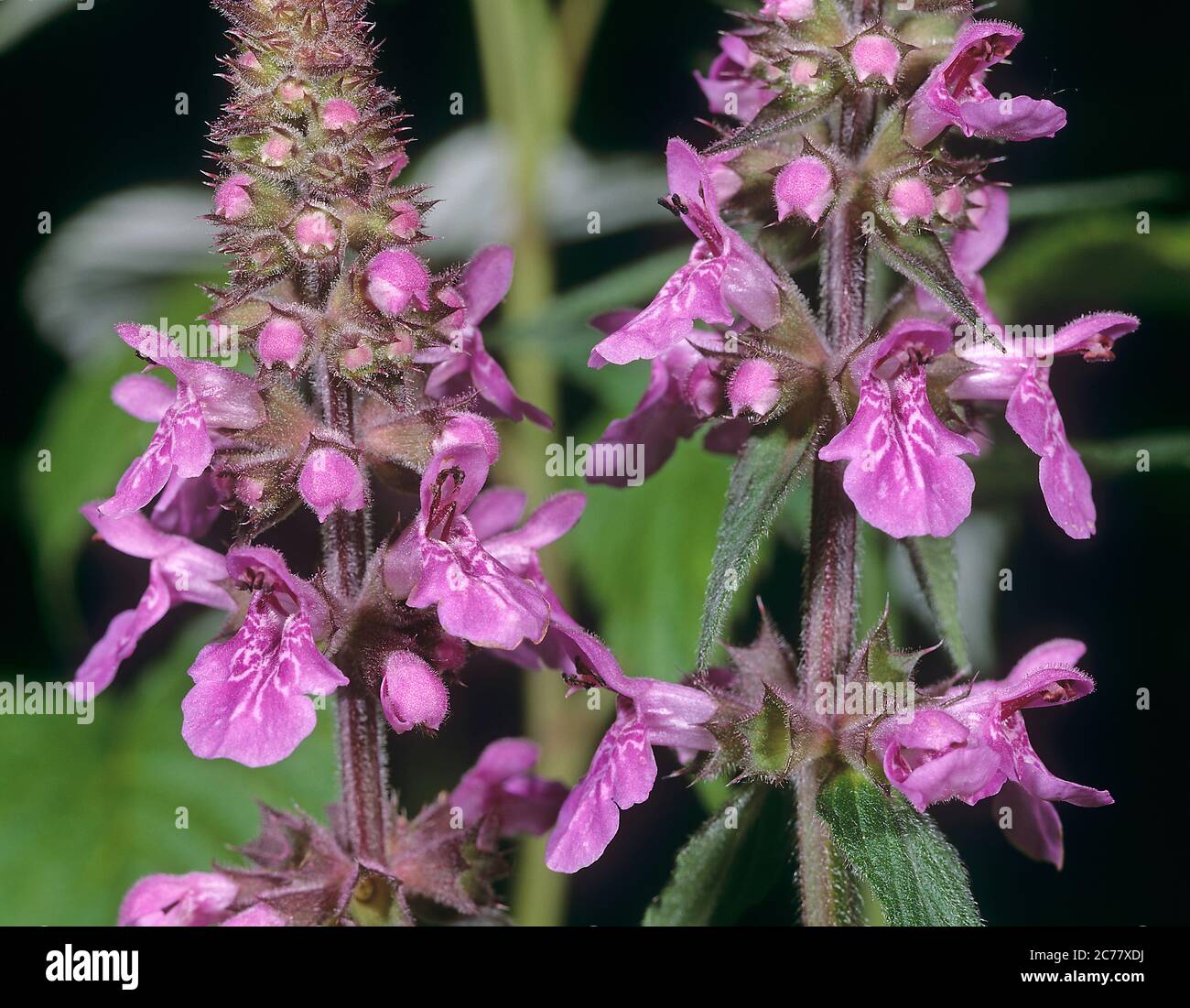 Betony, Wood Betony, Bishop's Wort (Betonica officinalis), flowering ...