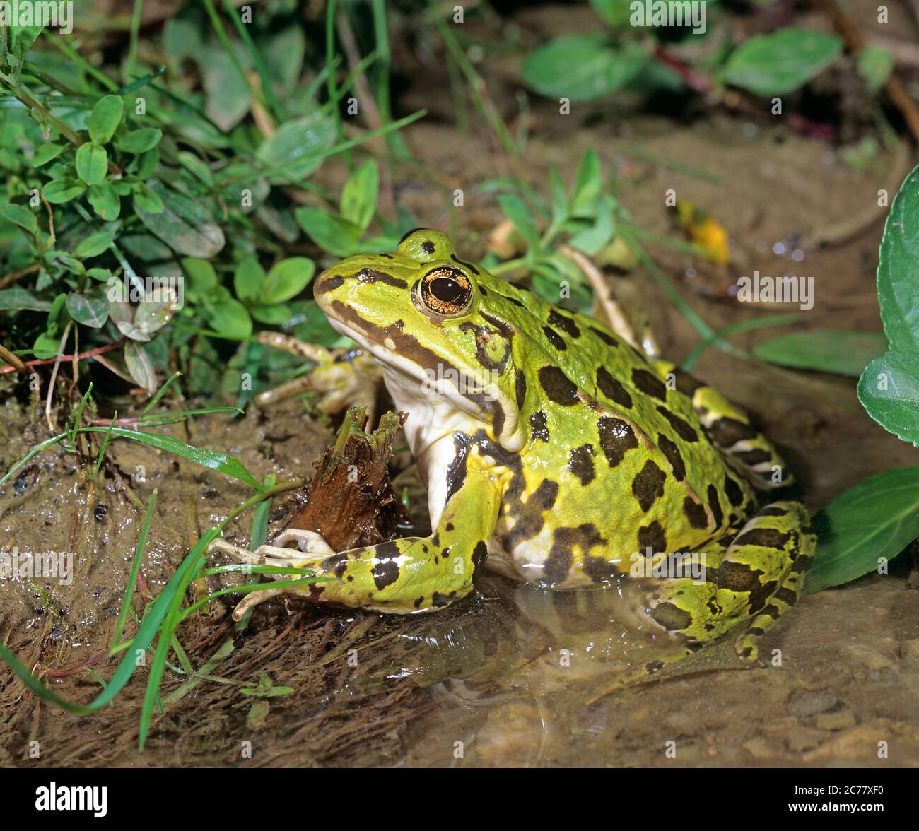 European Edible Frog (Rana esculenta) in a pond. Germany Stock Photo ...