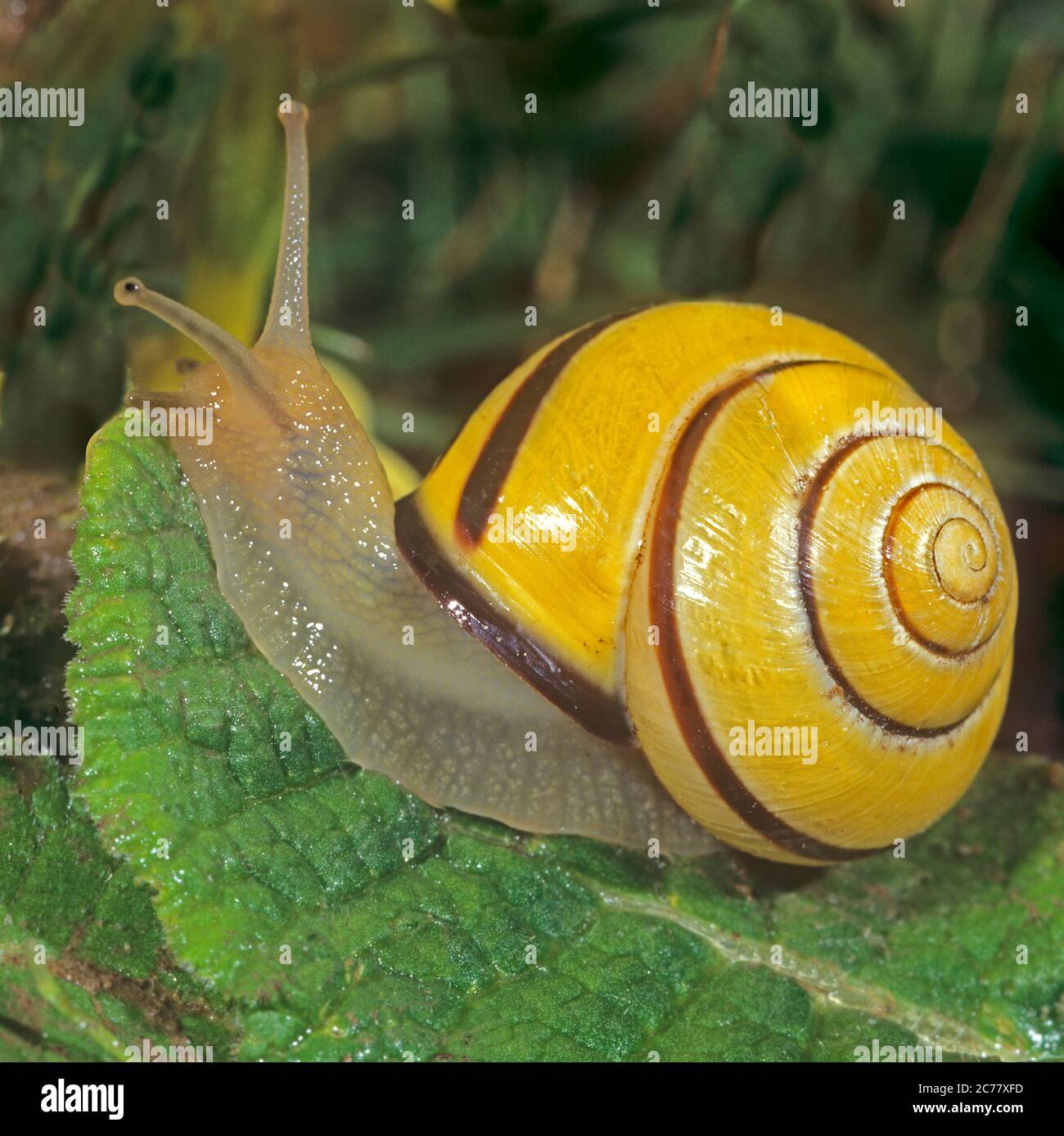 Animal brain hi-res stock photography and images - Alamy