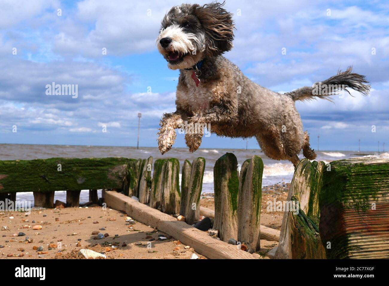 Cockerpoo jumping hi-res stock photography and images - Alamy