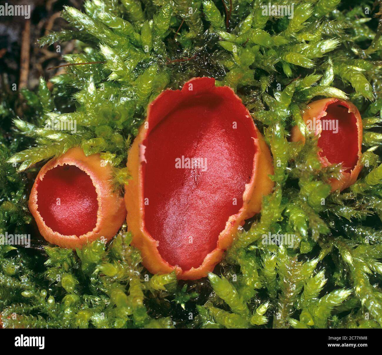 Scarlet elf cups hi-res stock photography and images - Alamy