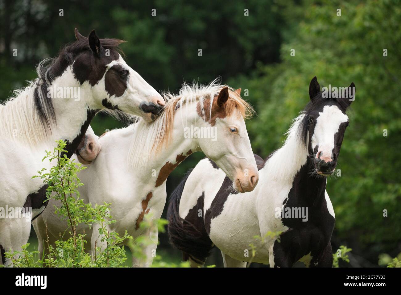 American paint horse black hi-res stock photography and images - Alamy